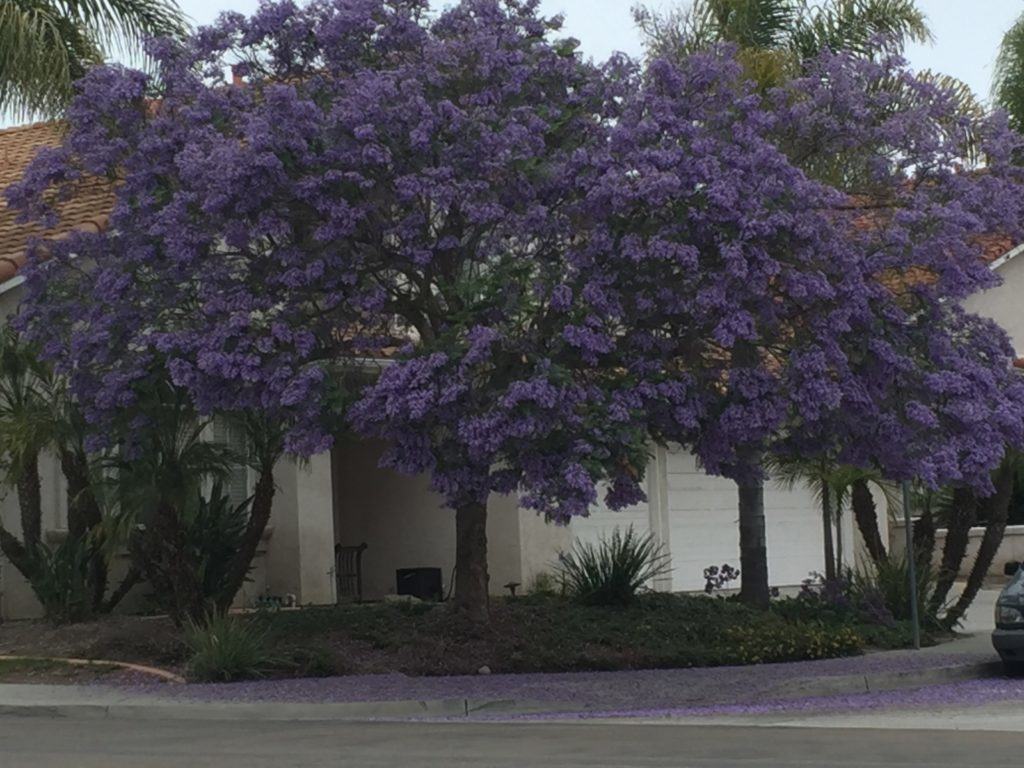 Jacaranda mimosifolia | Rice Canyon Demonstration Gardens