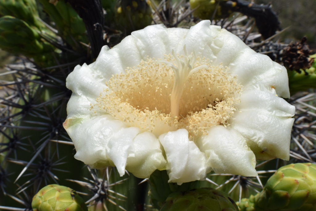 Carnegiea gigantea ‘Saguaro Cactus’ | Rice Canyon Demonstration Gardens