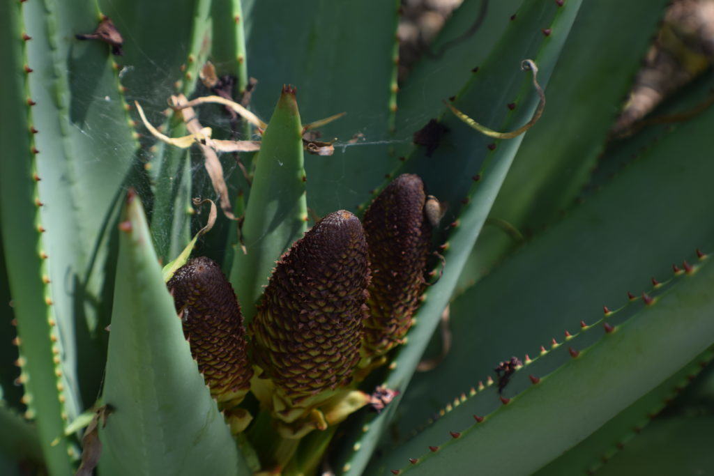 Aloe reitzii | Rice Canyon Demonstration Gardens