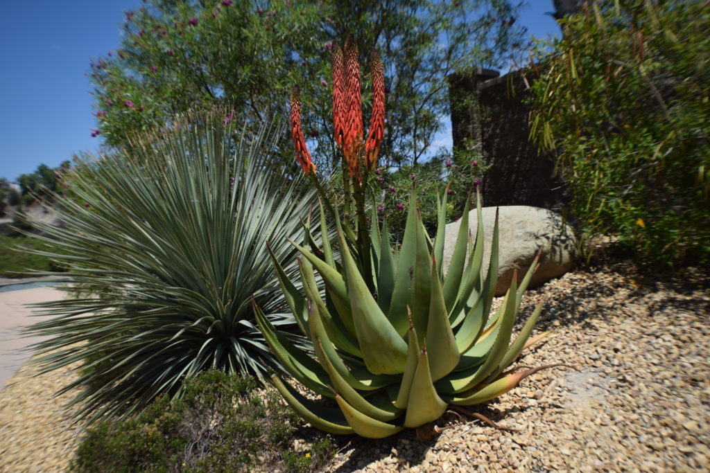 Aloe reitzii | Rice Canyon Demonstration Gardens