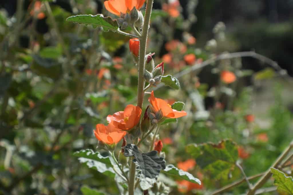 Sphaeralcea ambigua ‘Desert Globemallow’ | Rice Canyon Demonstration ...