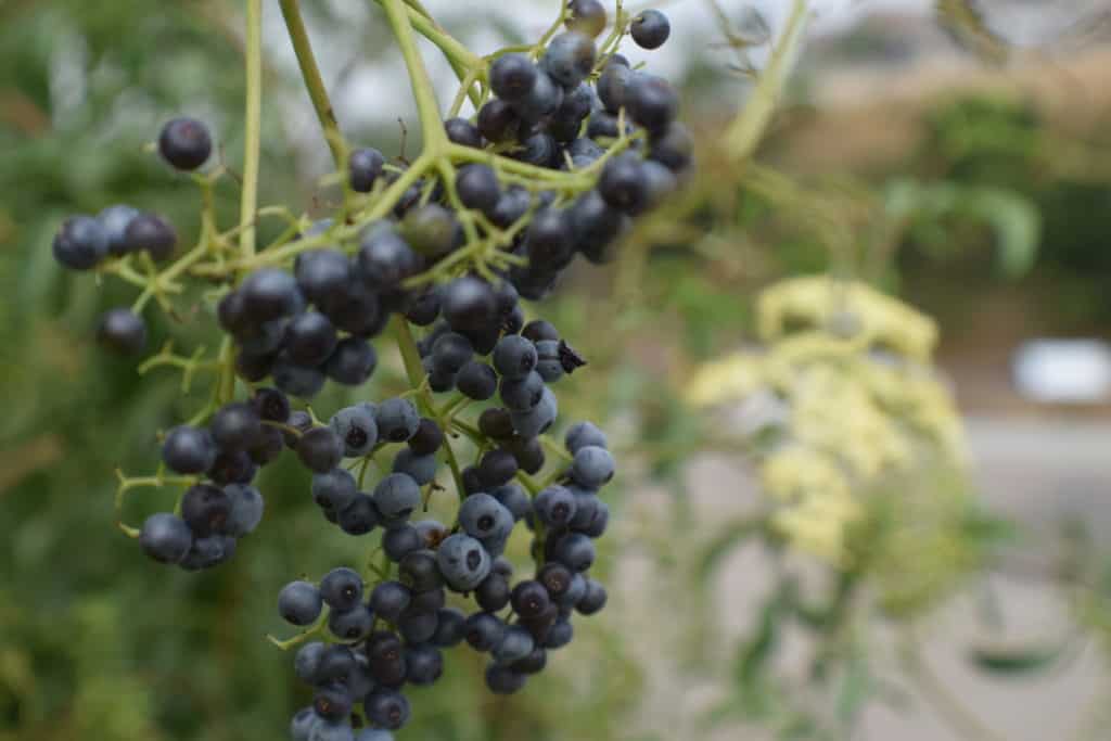 Sambucus mexicana ‘Elderberry’ | Rice Canyon Demonstration Gardens