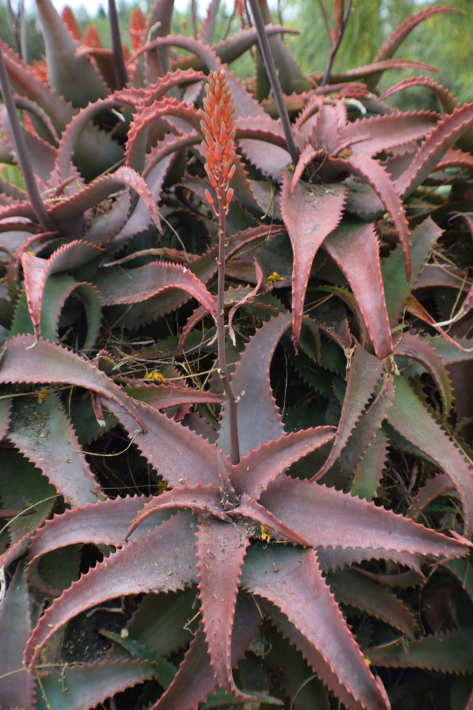 Aloe elgonica | Rice Canyon Demonstration Gardens