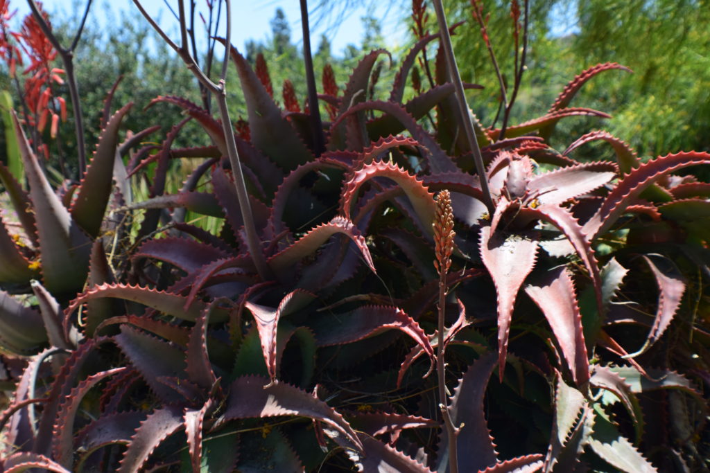 Rice Canyon Demonstration Gardens | Chula Vista Open Space | Page 3
