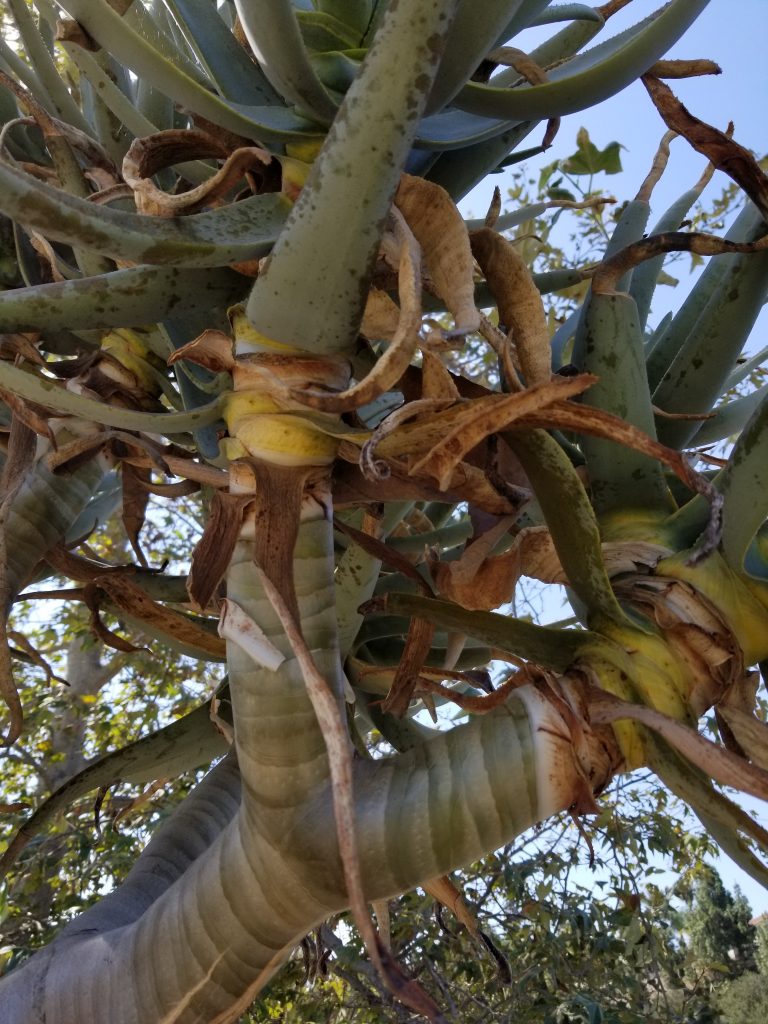 Aloidendron dichotomum ‘Quiver Tree’ | Rice Canyon Demonstration Gardens